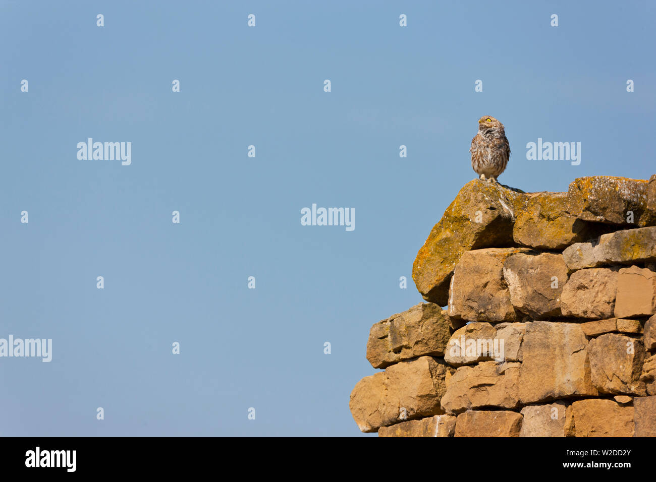 Mochuelo comun hi-res stock photography and images - Alamy
