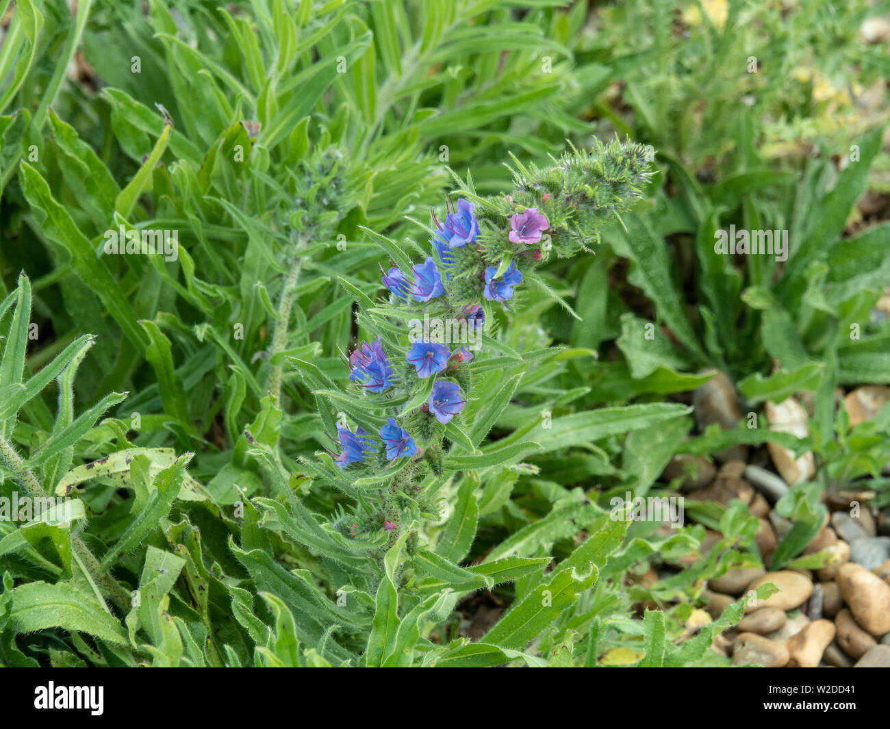 Echium vulgare hi-res stock photography and images - Alamy