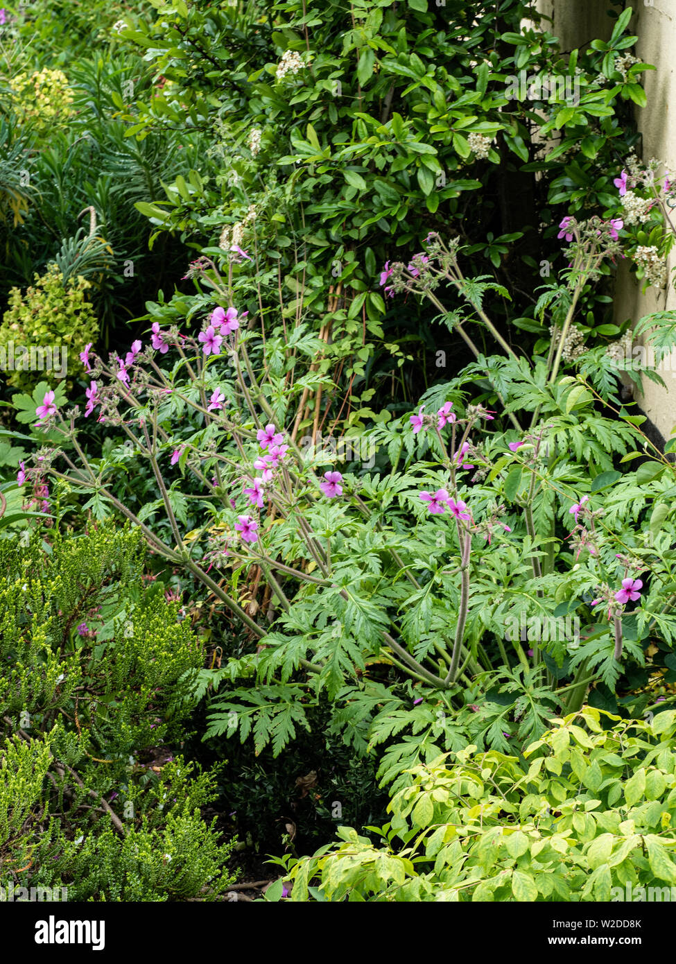 Geranium and border hi-res stock photography and images - Alamy