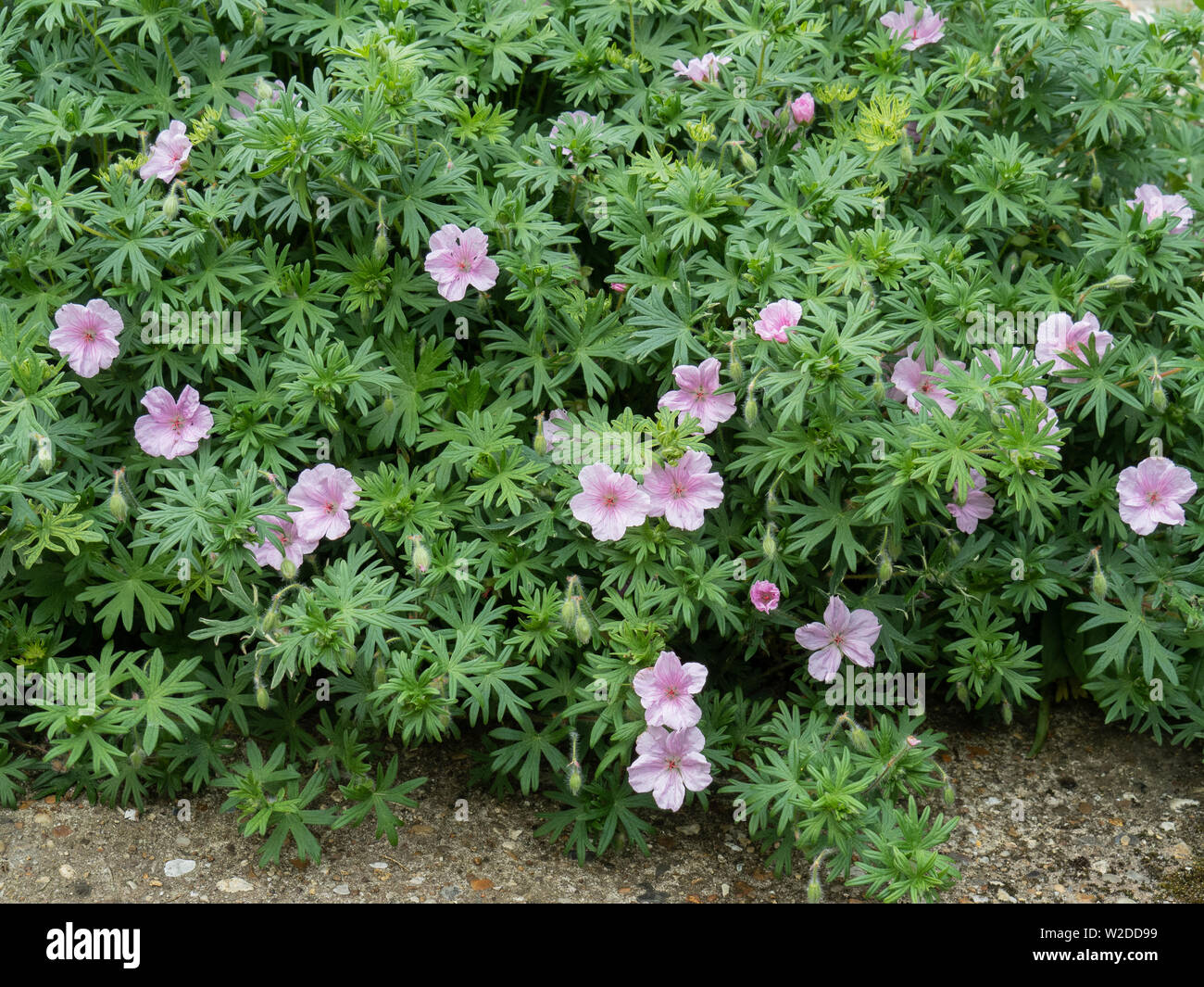 Deeply dissected foliage hi-res stock photography and images - Alamy
