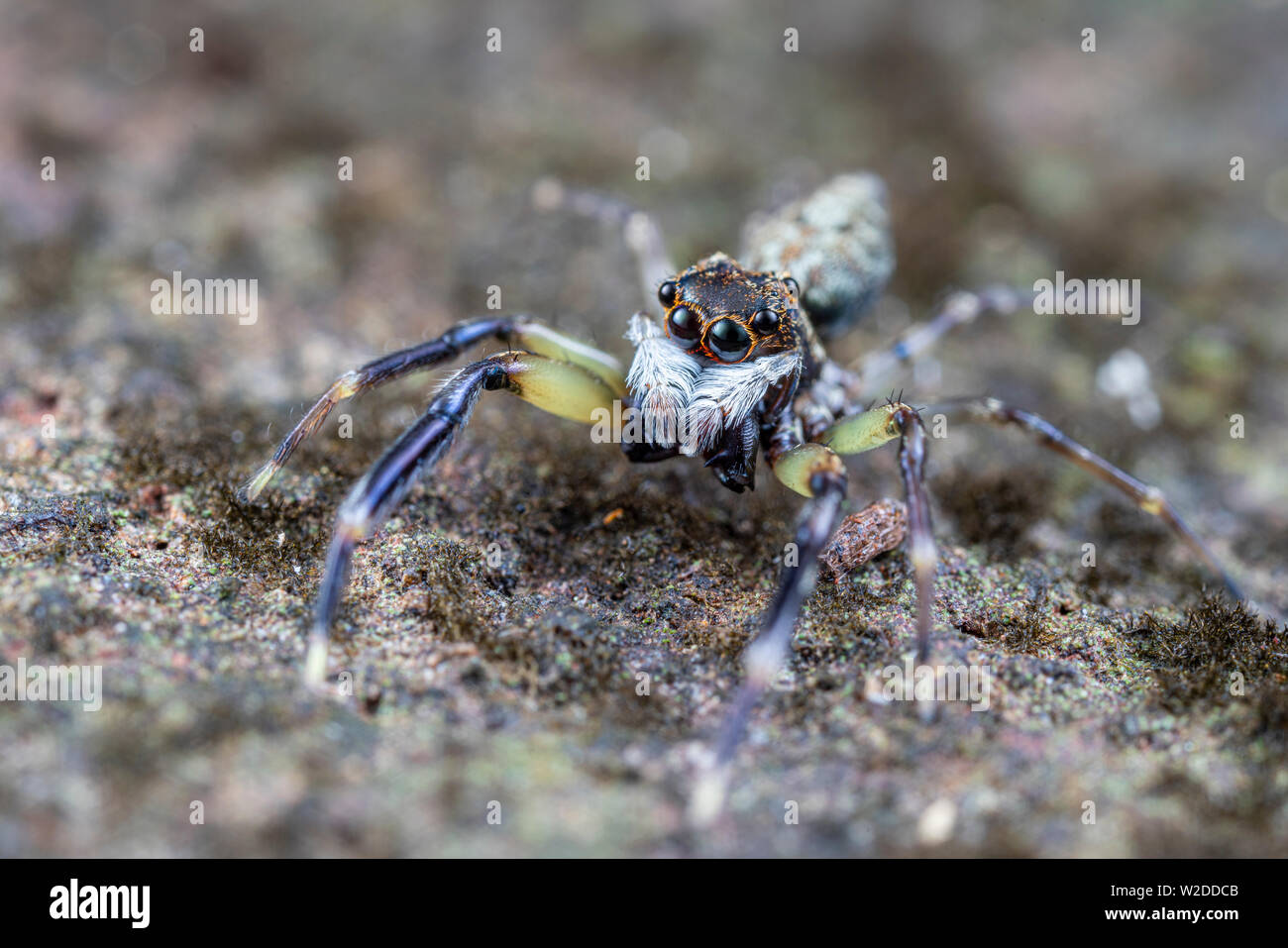 Frewena sp., a cute jumping spider from Australia with large eyes and ...