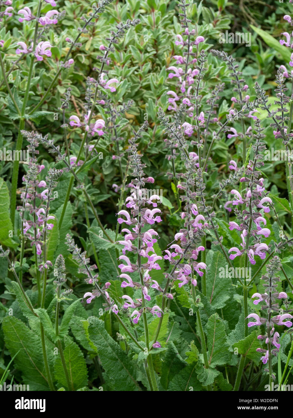 A clump of Salvia pratensis Pink Delight showing the pink flower spikes ...