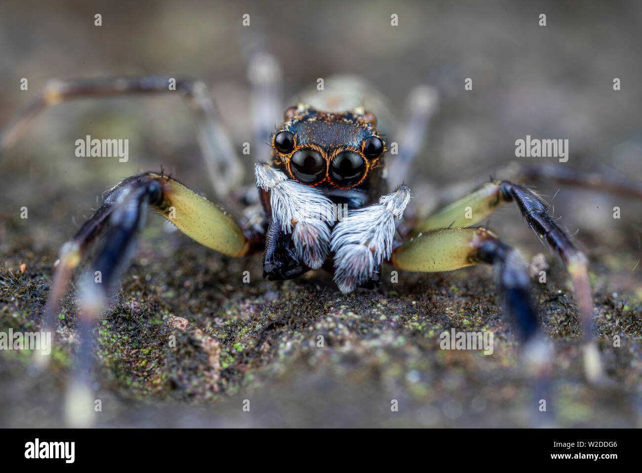 Frewena sp., a cute jumping spider from Australia with large eyes and ...