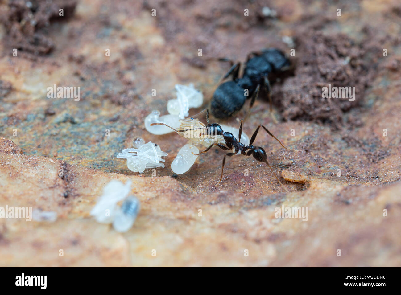 Insect under rock hi-res stock photography and images - Alamy