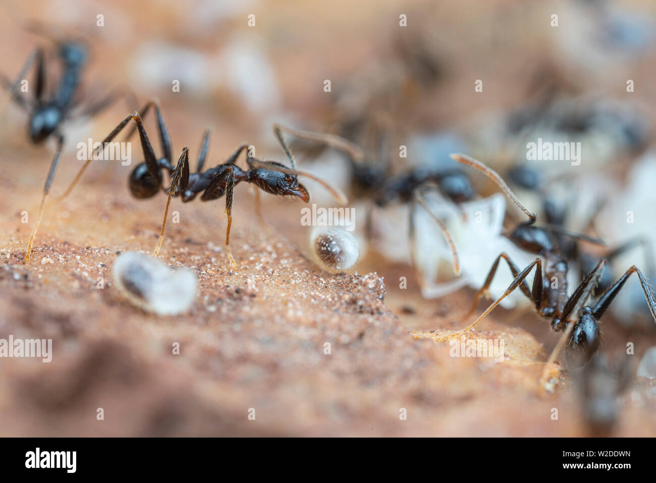 Inside a nest of Pheidole big-headed ants, with pupae, larvae and eggs ...