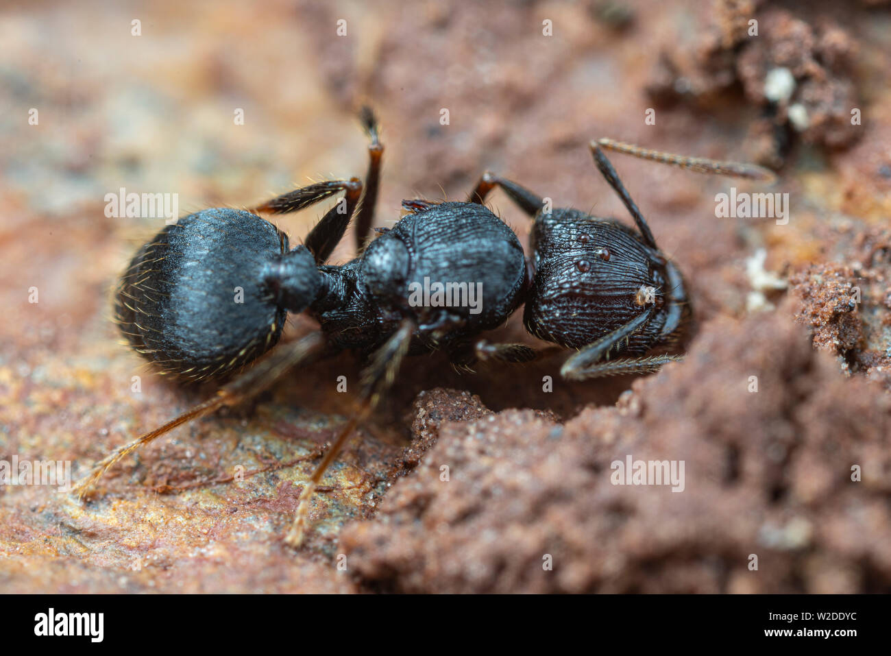 Insect under rock hi-res stock photography and images - Alamy