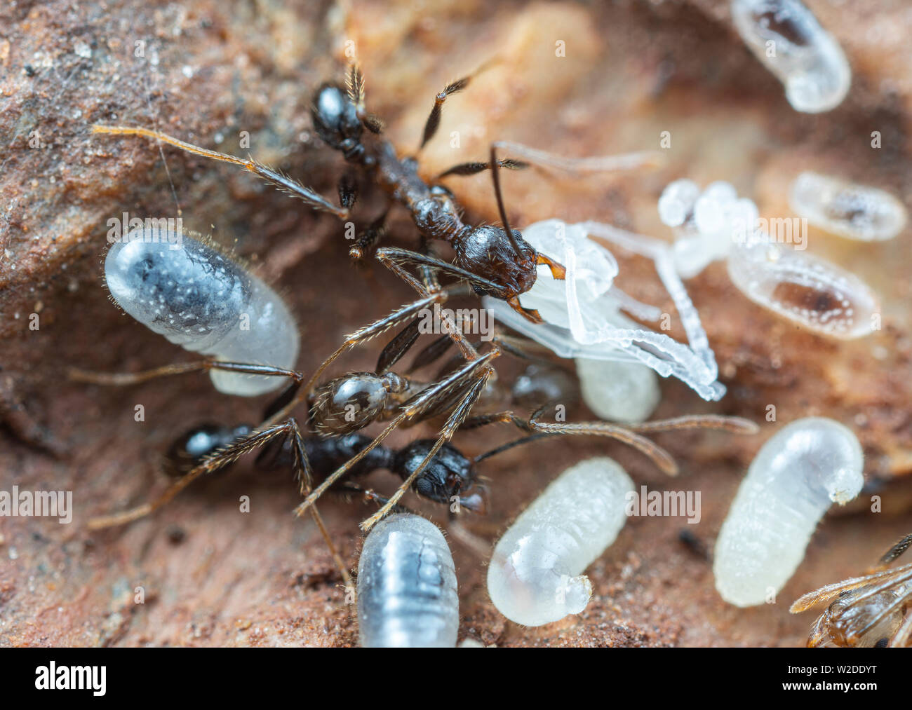 Inside a nest of Pheidole big-headed ants, with pupae, larvae and eggs ...