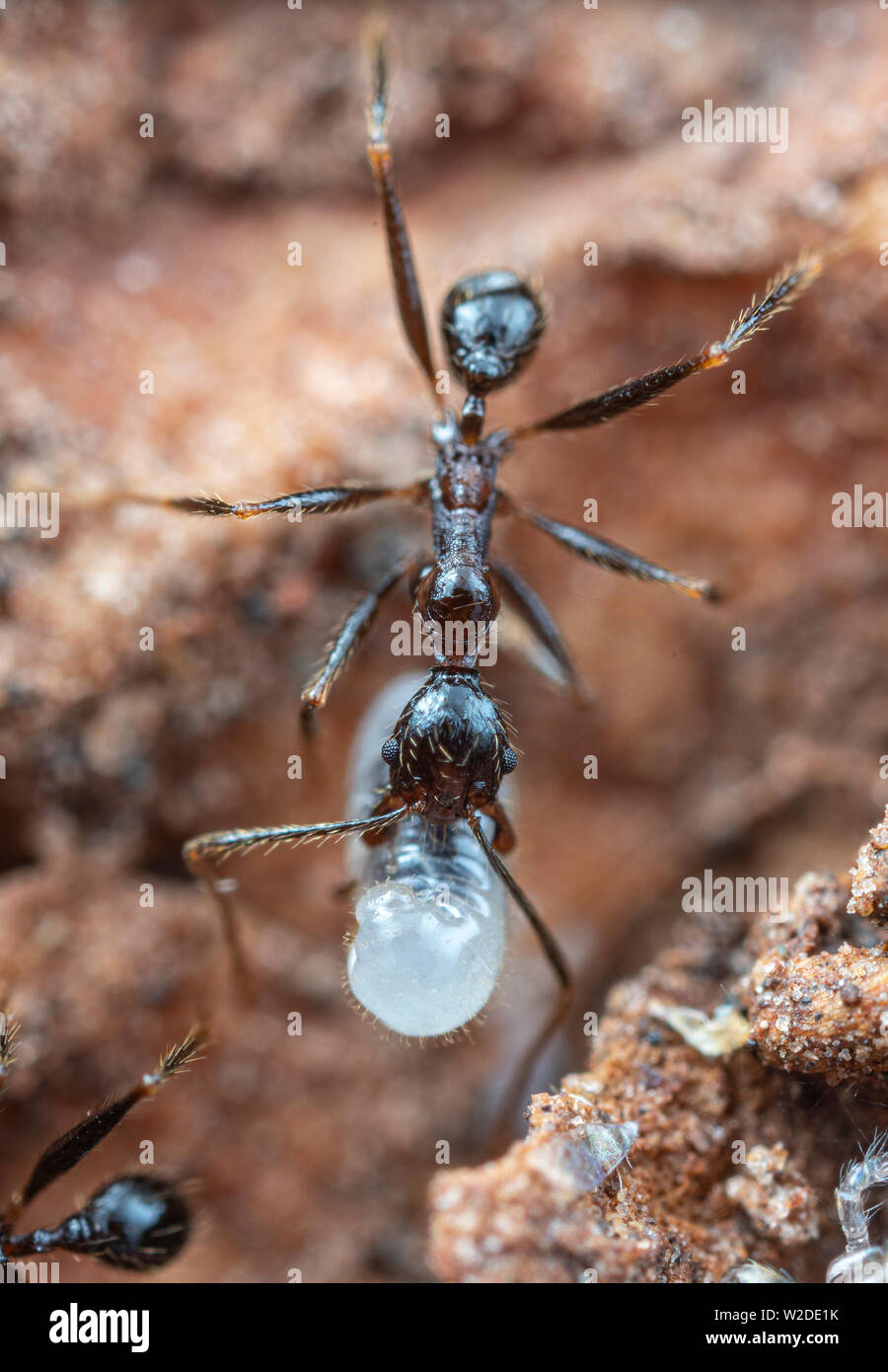 The big ant, australia hi-res stock photography and images - Alamy