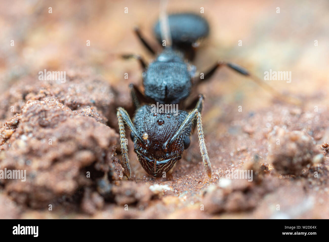Queen Pheidole big-headed ant, under a rock in tropical Australia Stock ...