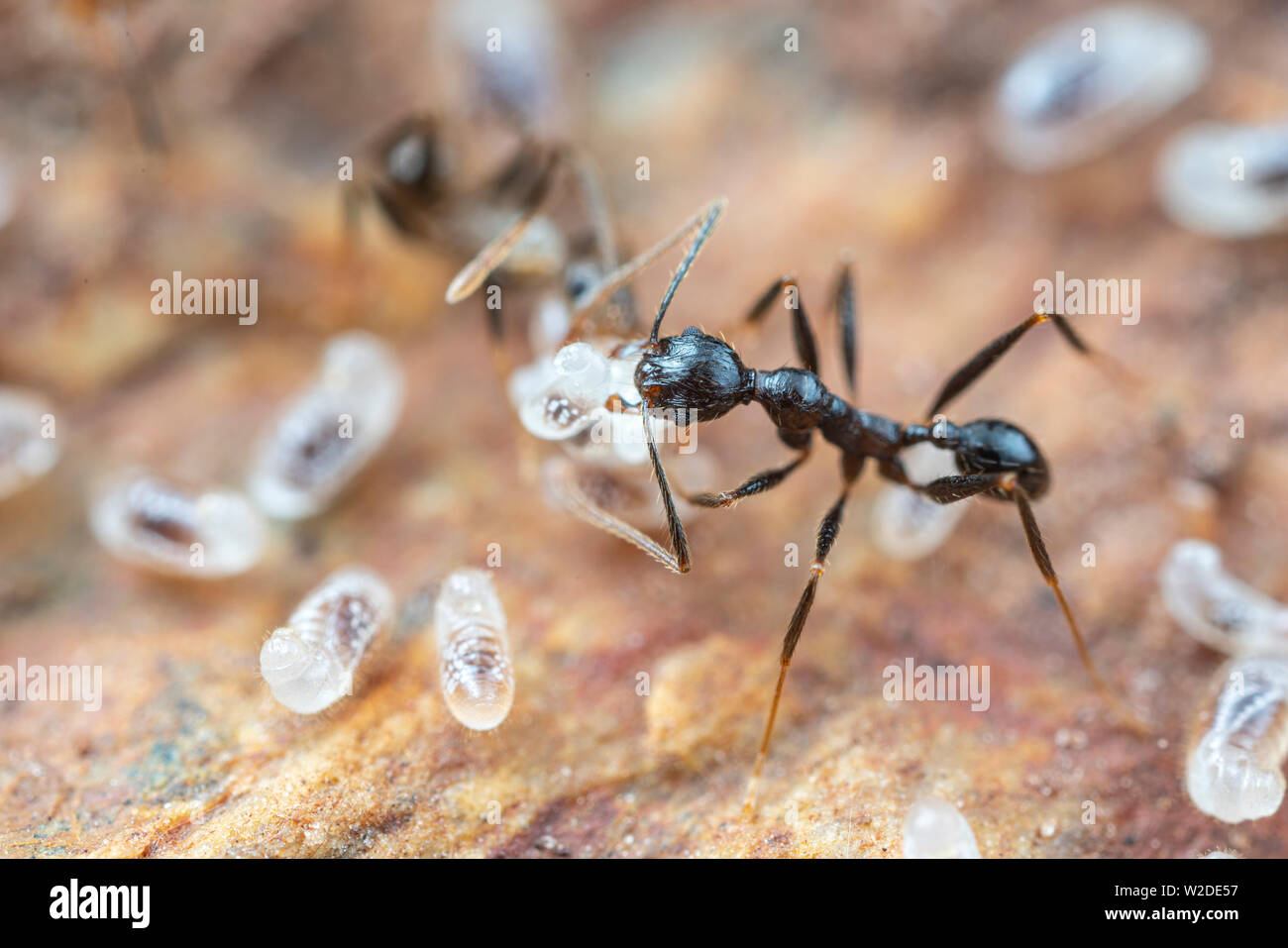 Black Big Headed Ant