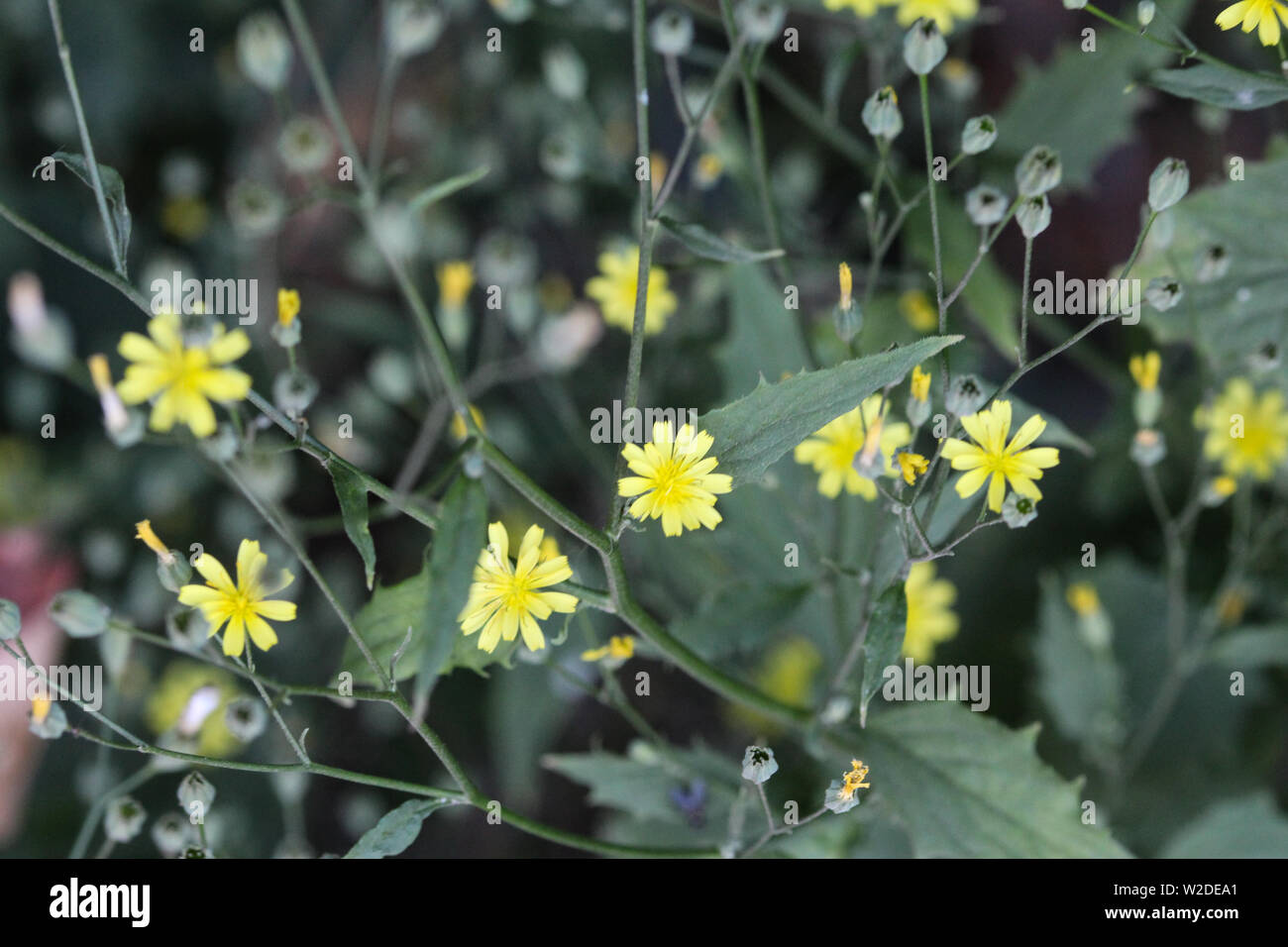 Common nipplewort lapsana communis hi-res stock photography and images ...