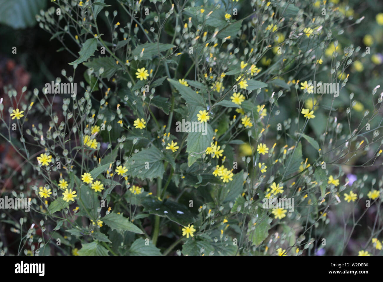 Common nipplewort lapsana communis hi-res stock photography and images ...