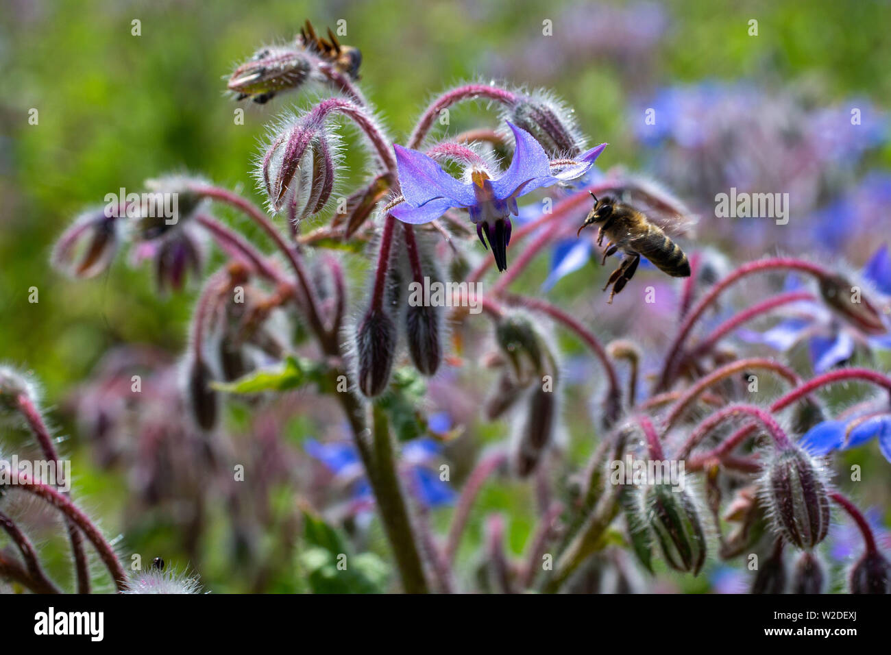 Picture shows a field of blue borage near Huntingdon, Cambs,this week ...