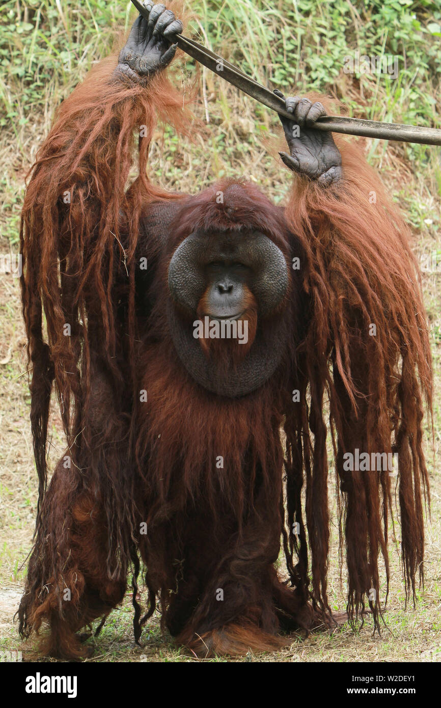 Posed animal hi-res stock photography and images - Alamy