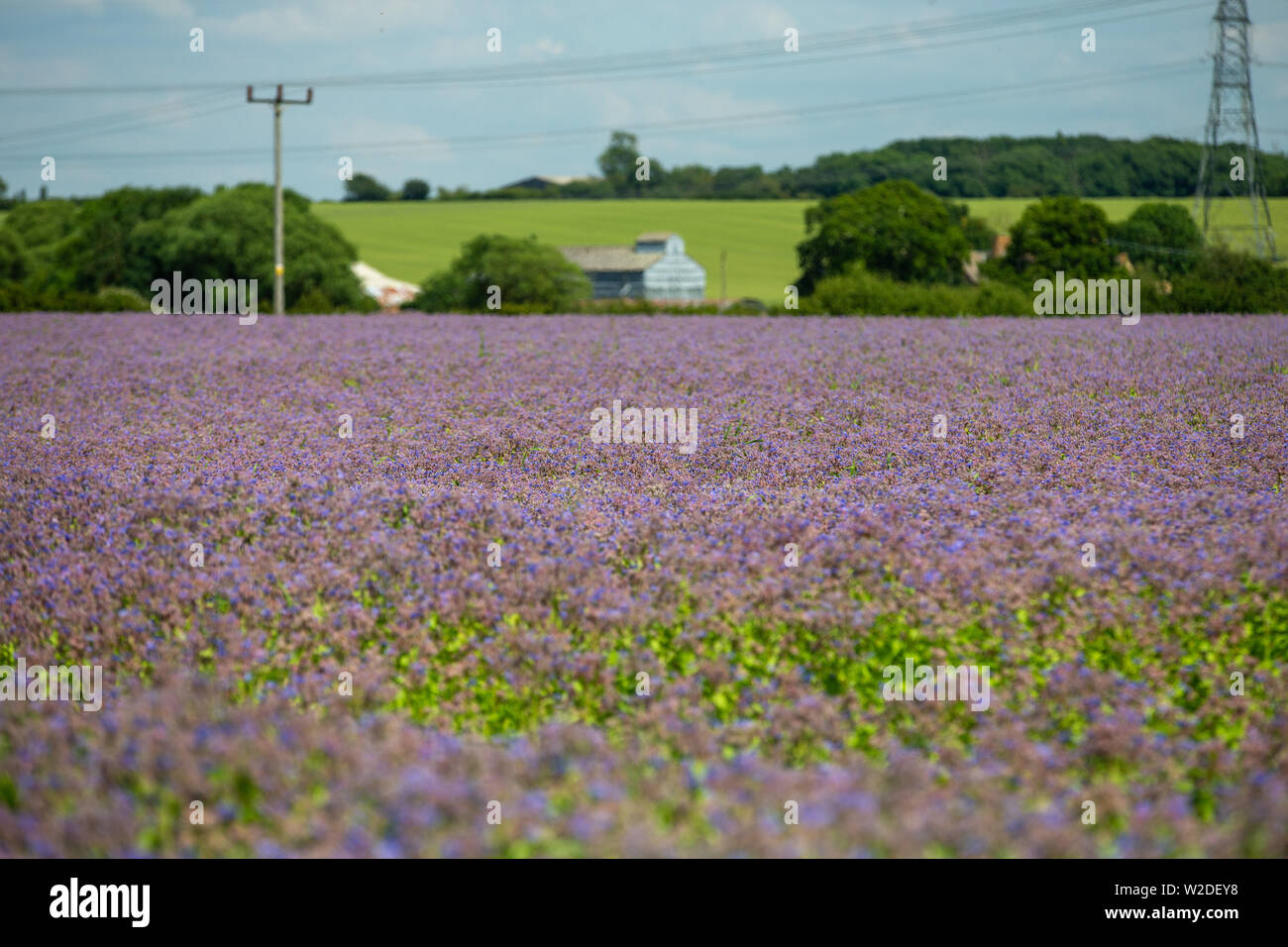 Picture shows a field of blue borage near Huntingdon, Cambs,this week ...