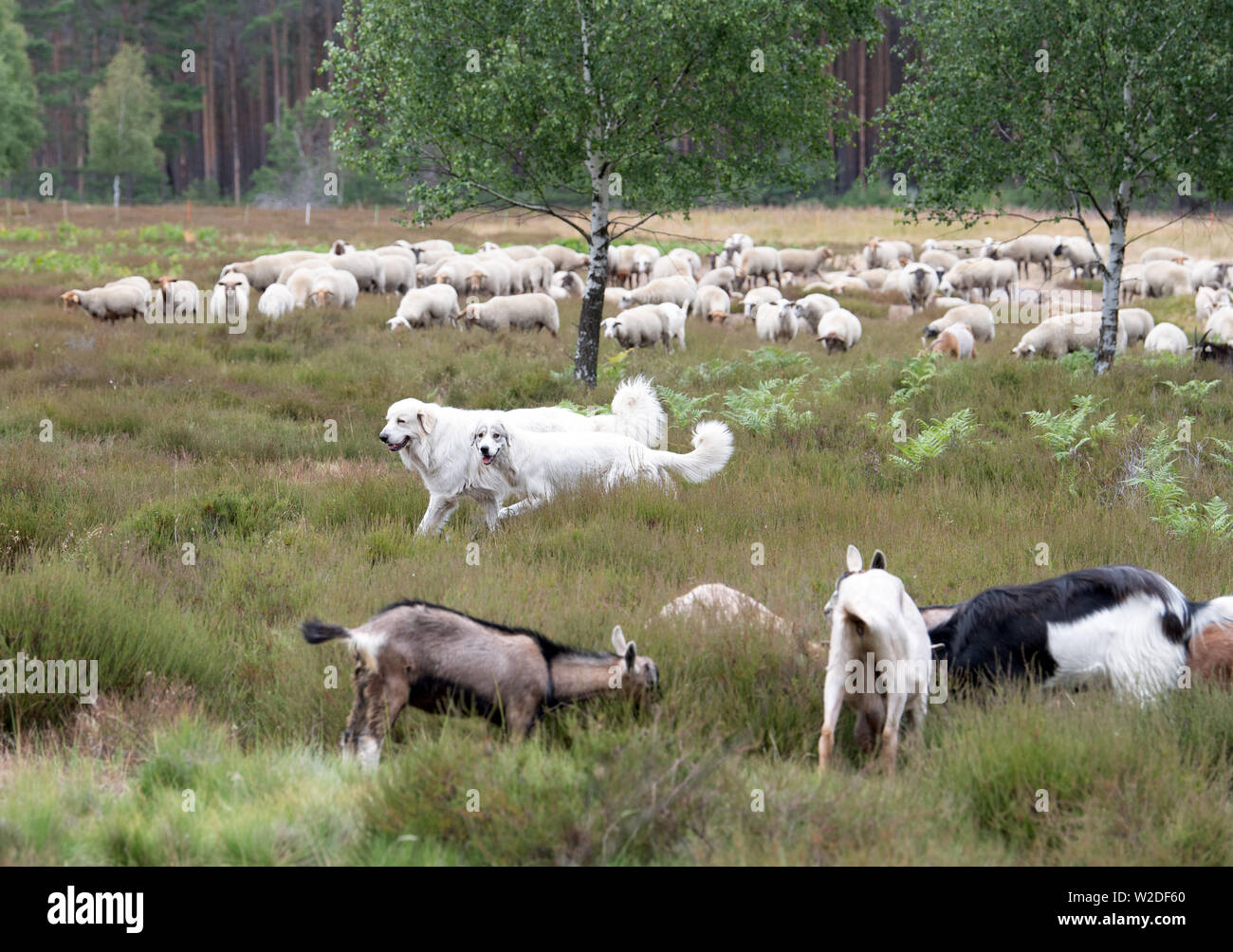 Patou chien hi-res stock photography and images - Alamy