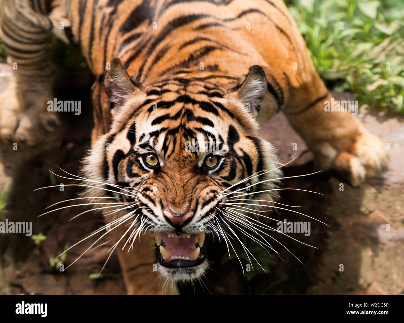 Sad looking tiger hi-res stock photography and images - Alamy