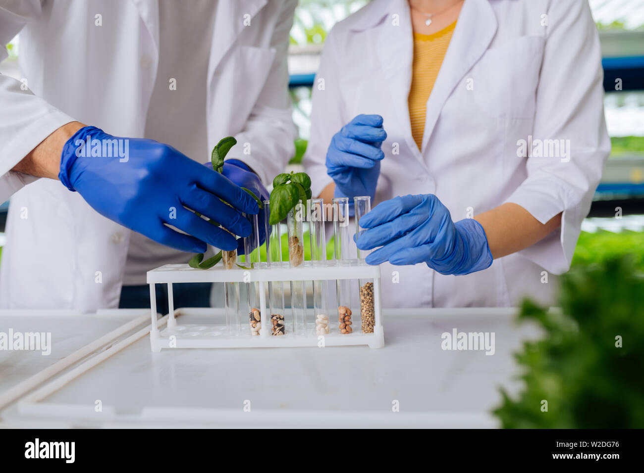 Professional agronomists studying different seeds in laboratory Stock ...