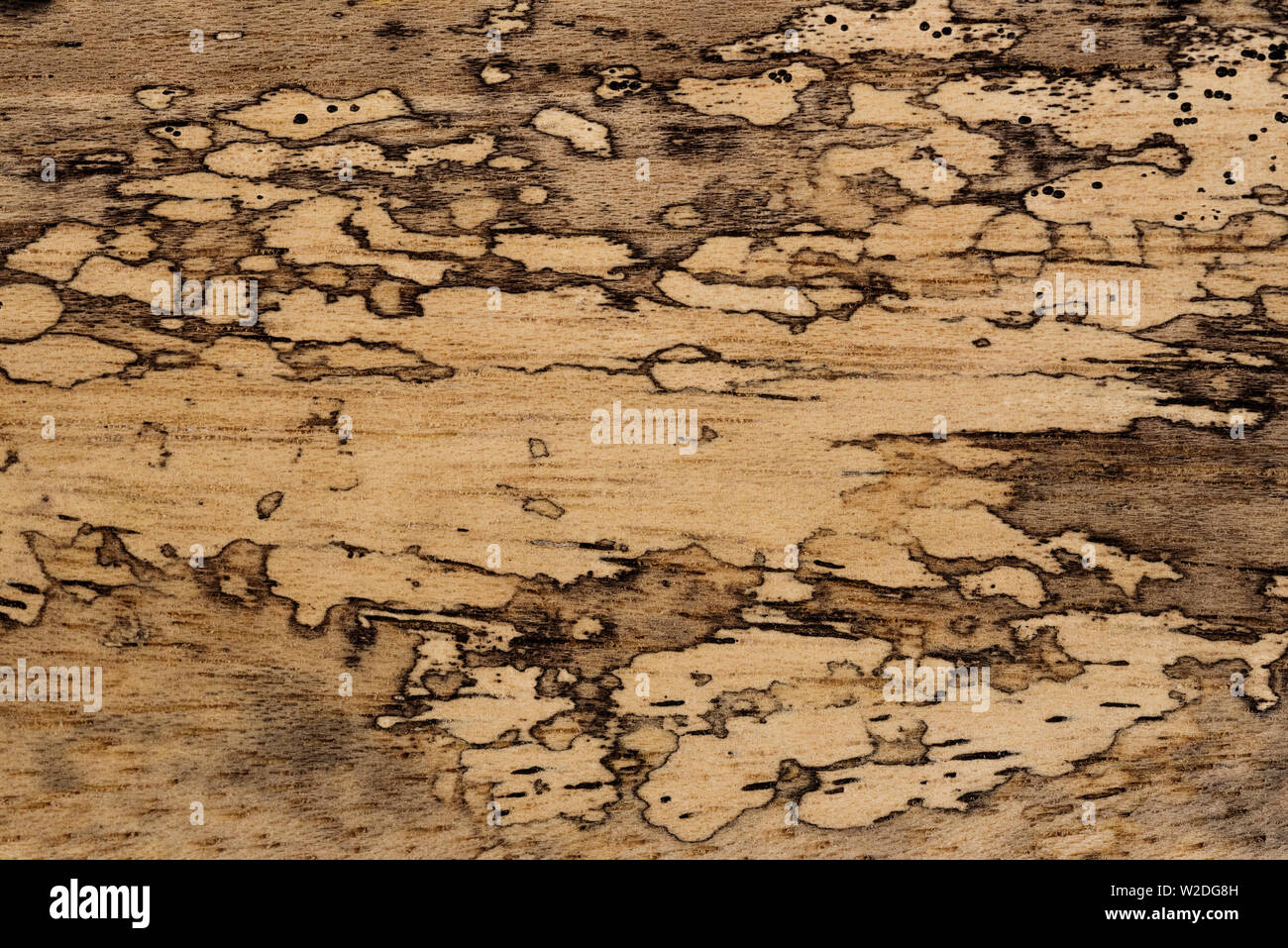 A piece of wood showing the classic black lines of spalting, a fungus ...