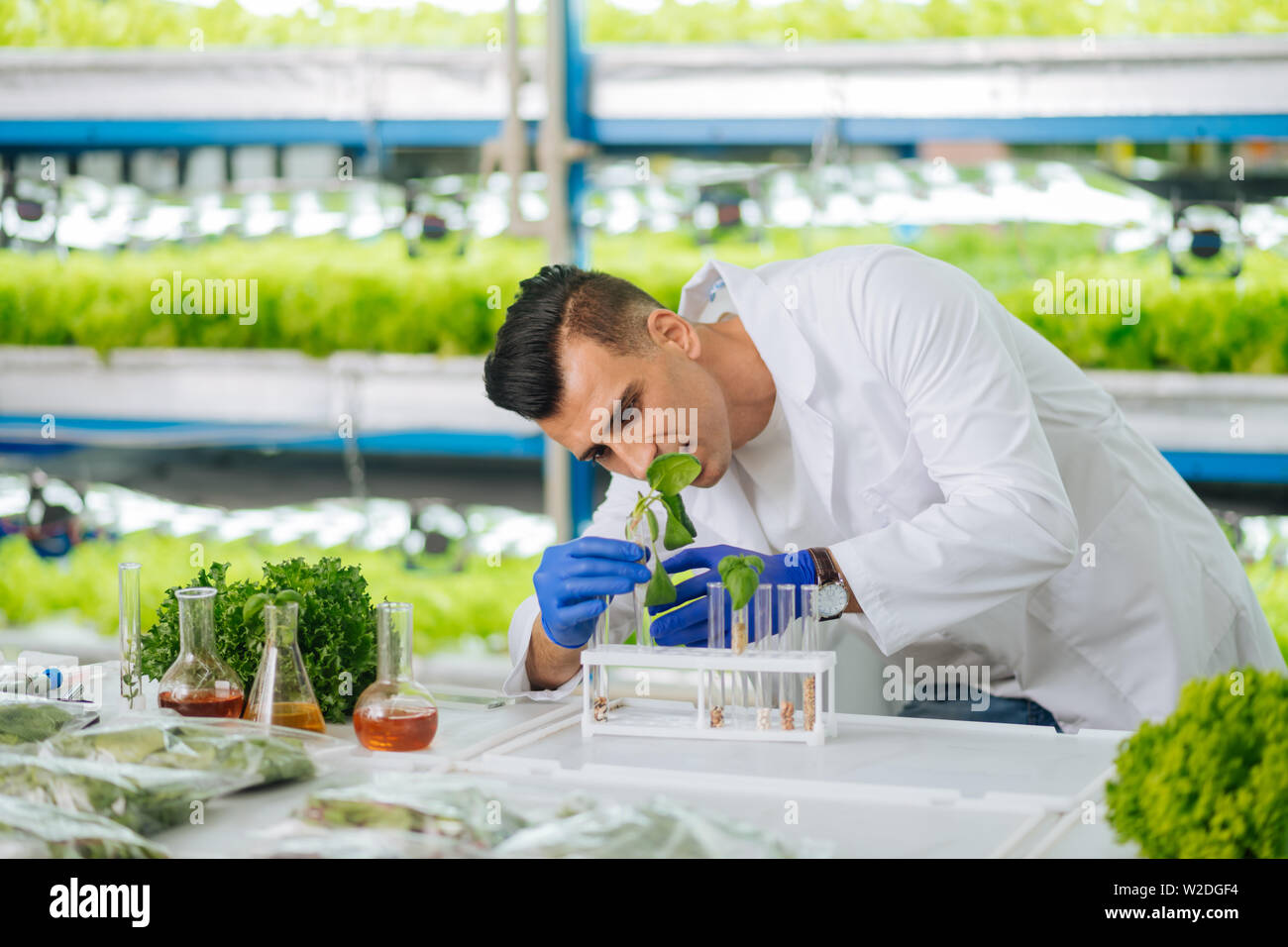 Dark-haired agronomist working with greens in laboratory Stock Photo ...