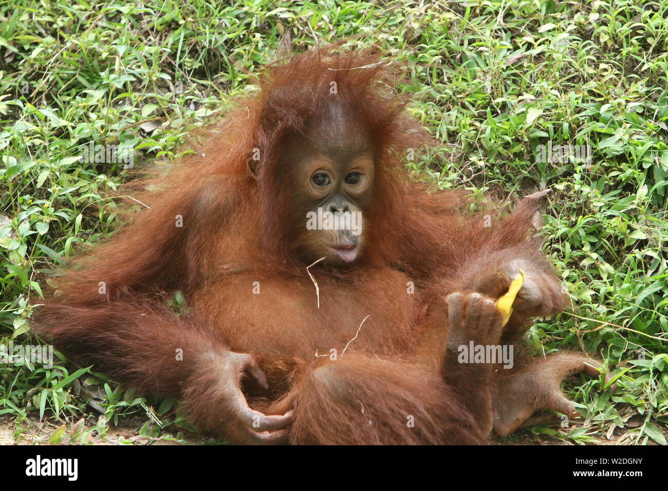 Cutest primate hi-res stock photography and images - Alamy