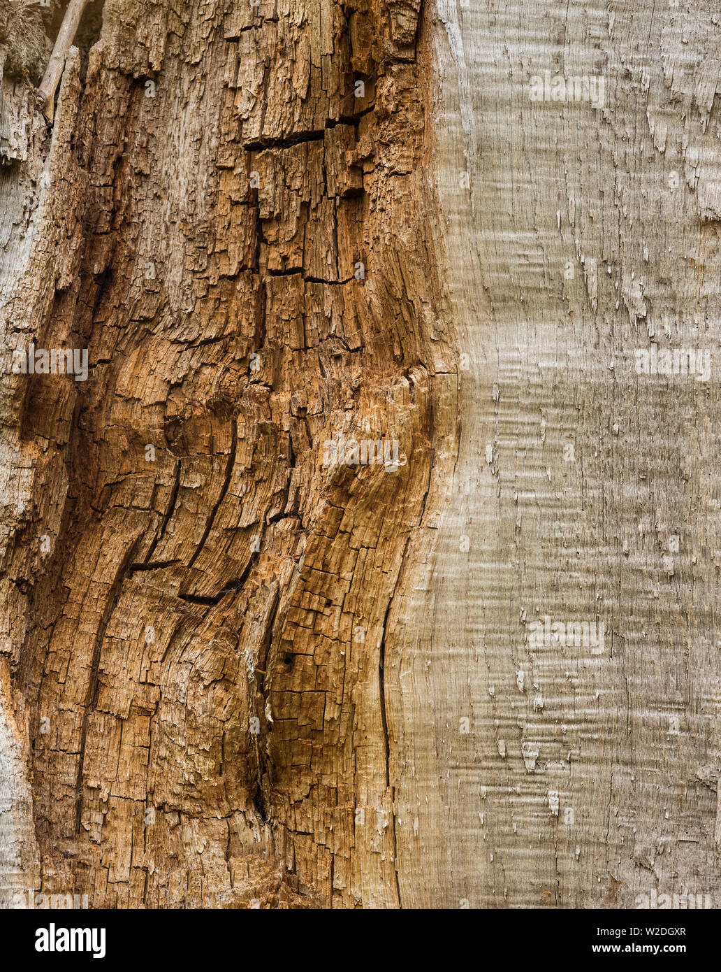 Split along the grain hi-res stock photography and images - Alamy