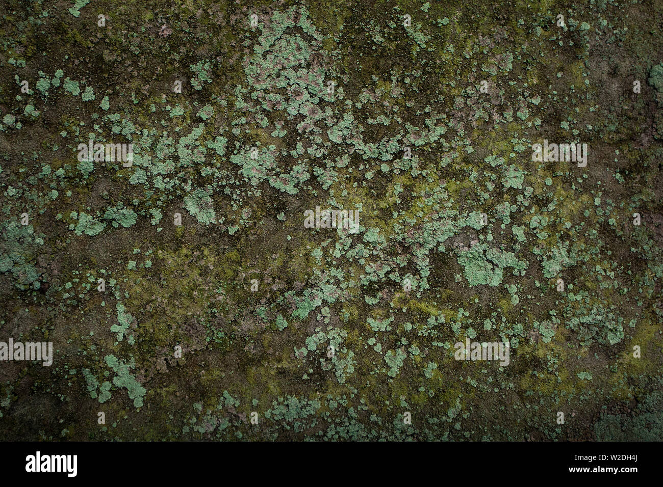 Close up of the mottled surface pattern and texture on a weathered ...