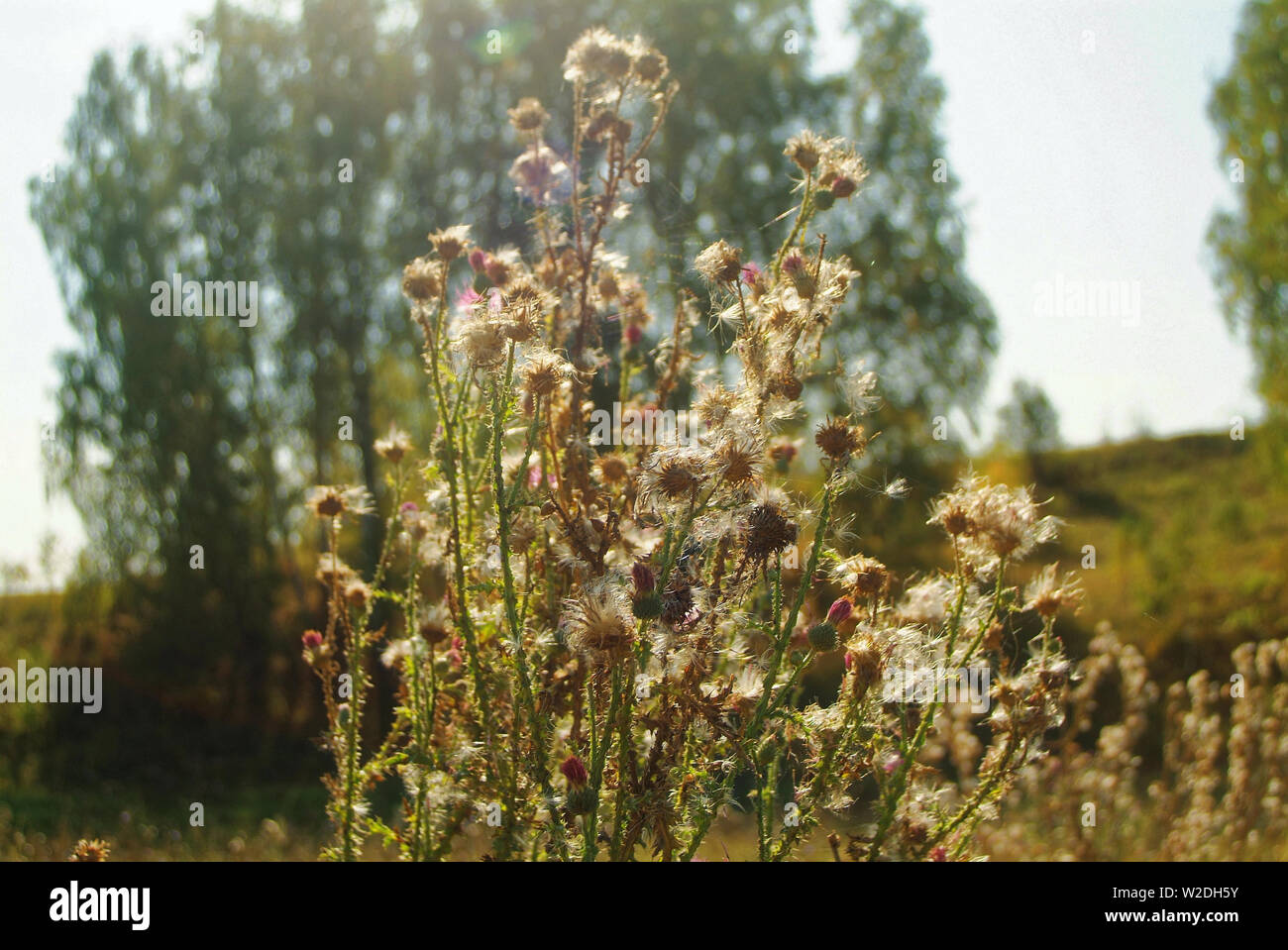 small ravine on a bright day in autumn, Russia Stock Photo - Alamy