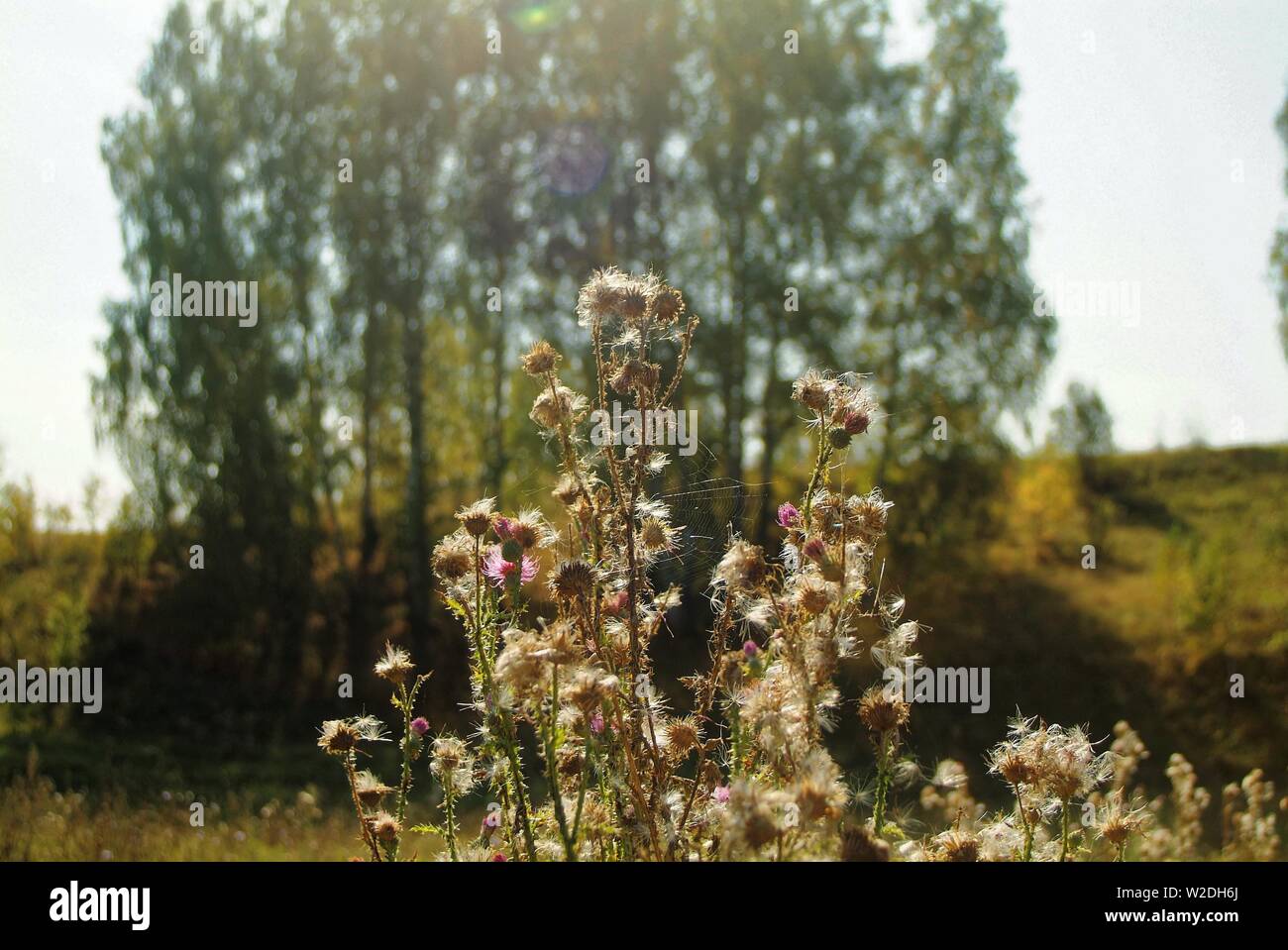 Small ravine hi-res stock photography and images - Alamy