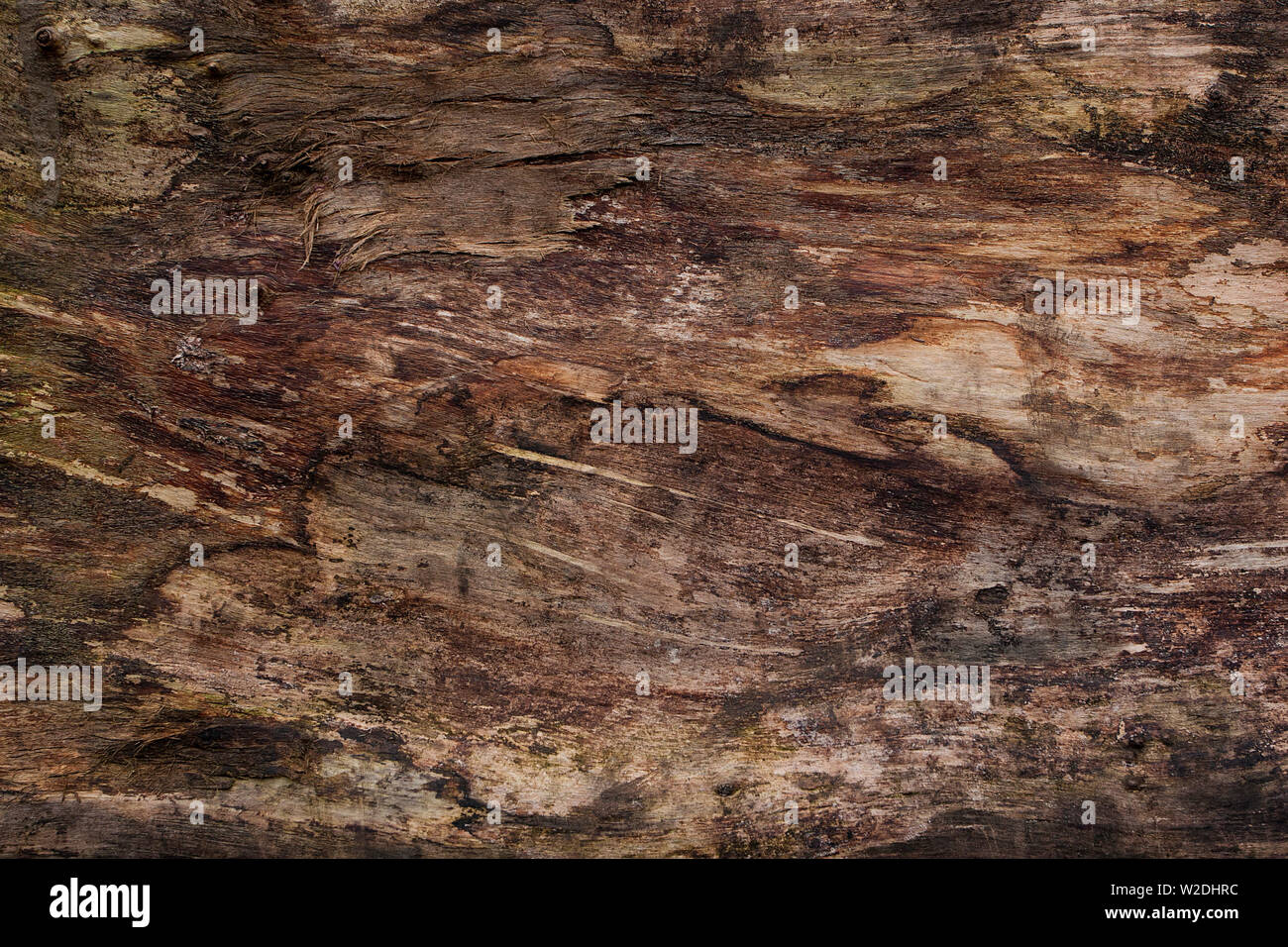 The mottled colouration of a debarked fallen tree trunk Stock Photo - Alamy