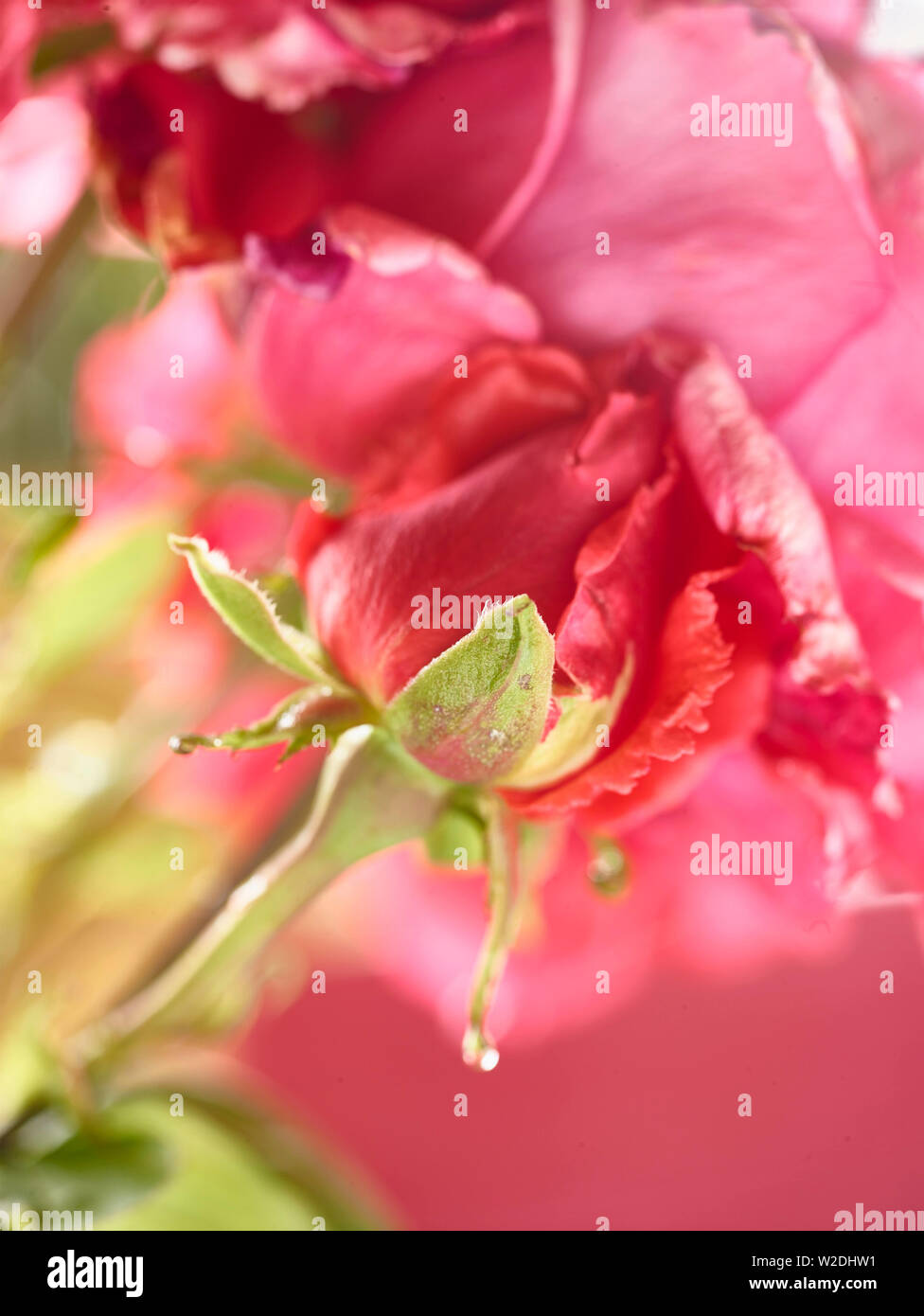 Very closed rosebud hi-res stock photography and images - Alamy