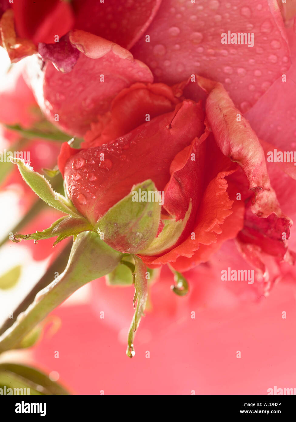 close up of closed rose bloom against older open petals Stock Photo - Alamy