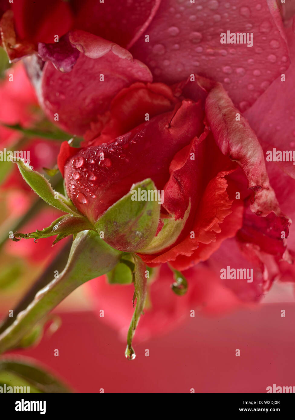 close up of closed rose bloom against older open petals Stock Photo - Alamy