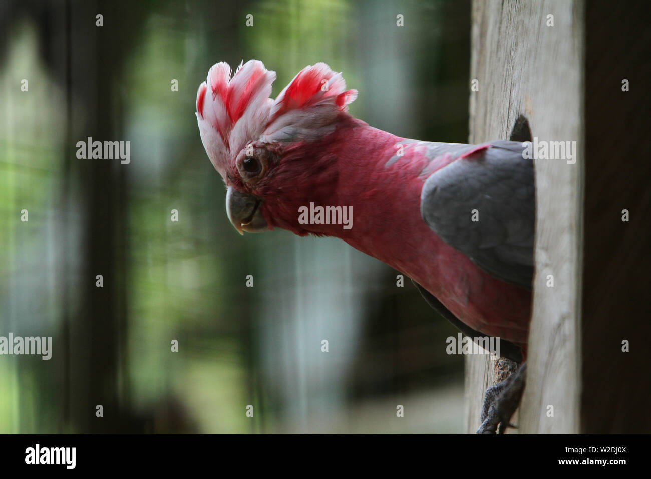 Half beak hi-res stock photography and images - Alamy