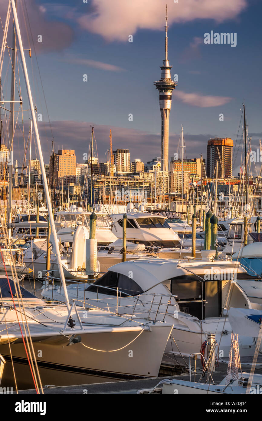 Luxury boats in port at sunset, Auckland, New Zealand Stock Photo - Alamy