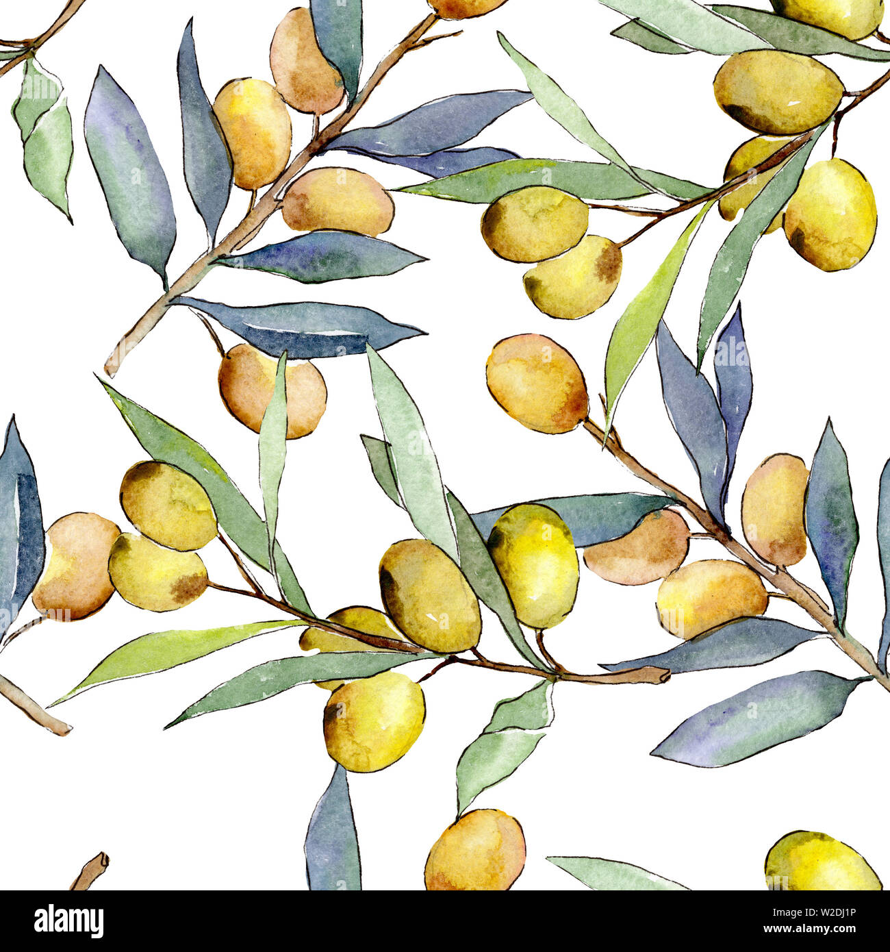 Olive branch with green fruit. Watercolor background illustration set ...