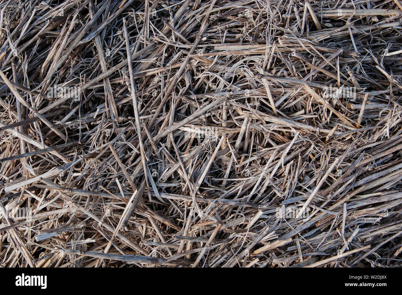 Broken Straw High Resolution Stock Photography and Images - Alamy