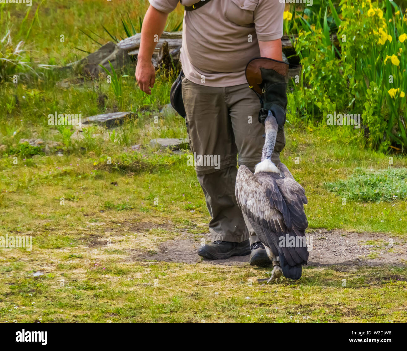 Bird trainer wearing a bird glove and feeding a Vulture, wild bird ...