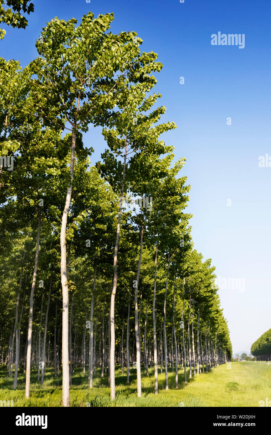 Trembling poplar hi-res stock photography and images - Alamy