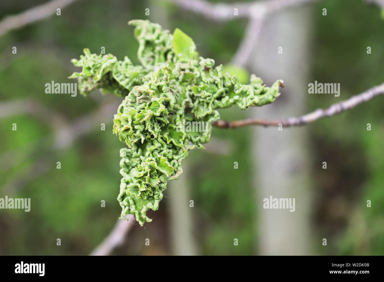 Galls from insects hi-res stock photography and images - Alamy