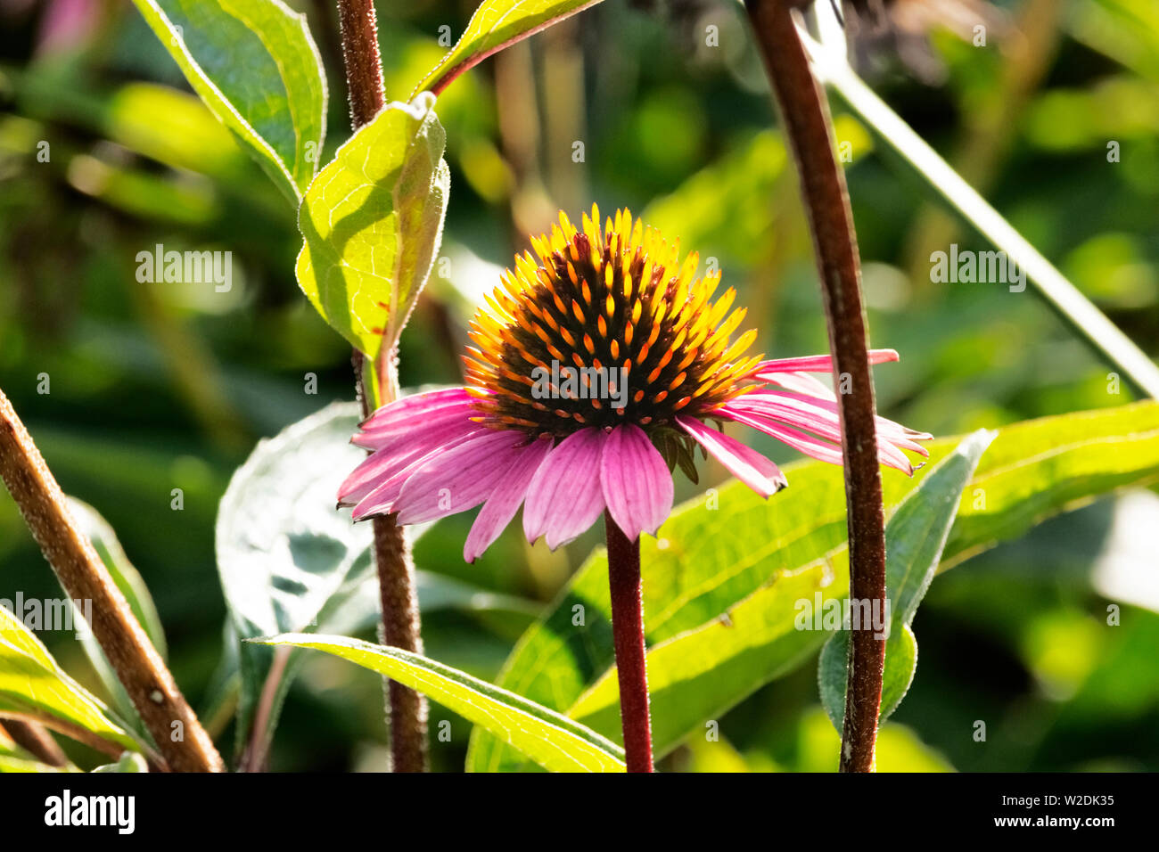 Cone shaped flower hi-res stock photography and images - Alamy