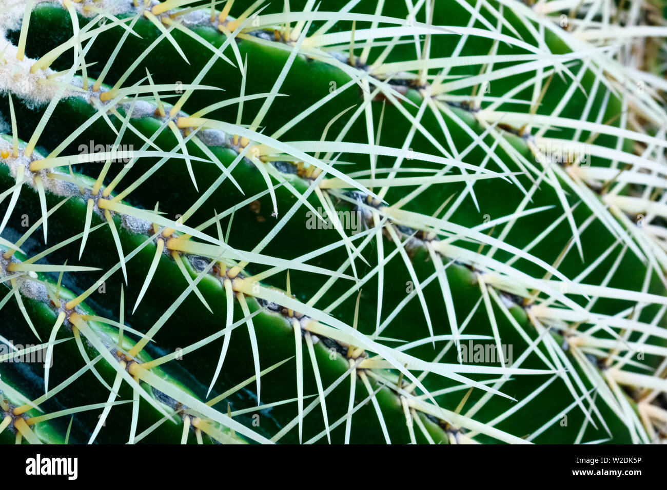 Green cactus with thorns , long lines of bright thorns against a green ...