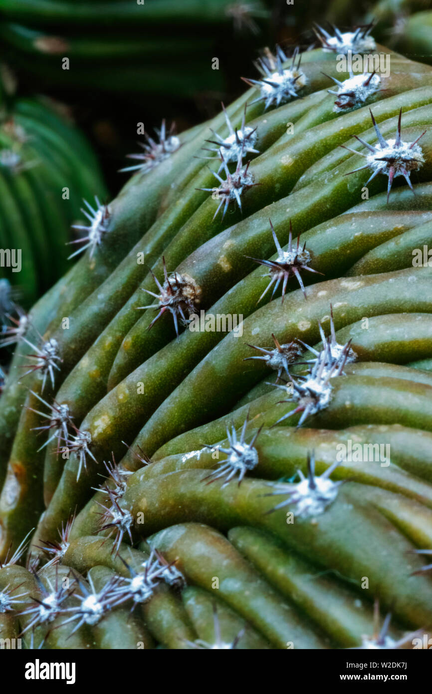 Cactus shape hi-res stock photography and images - Alamy
