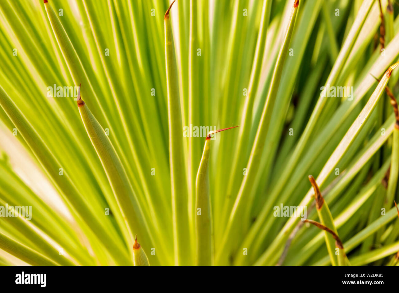 Thin agave hi-res stock photography and images - Alamy