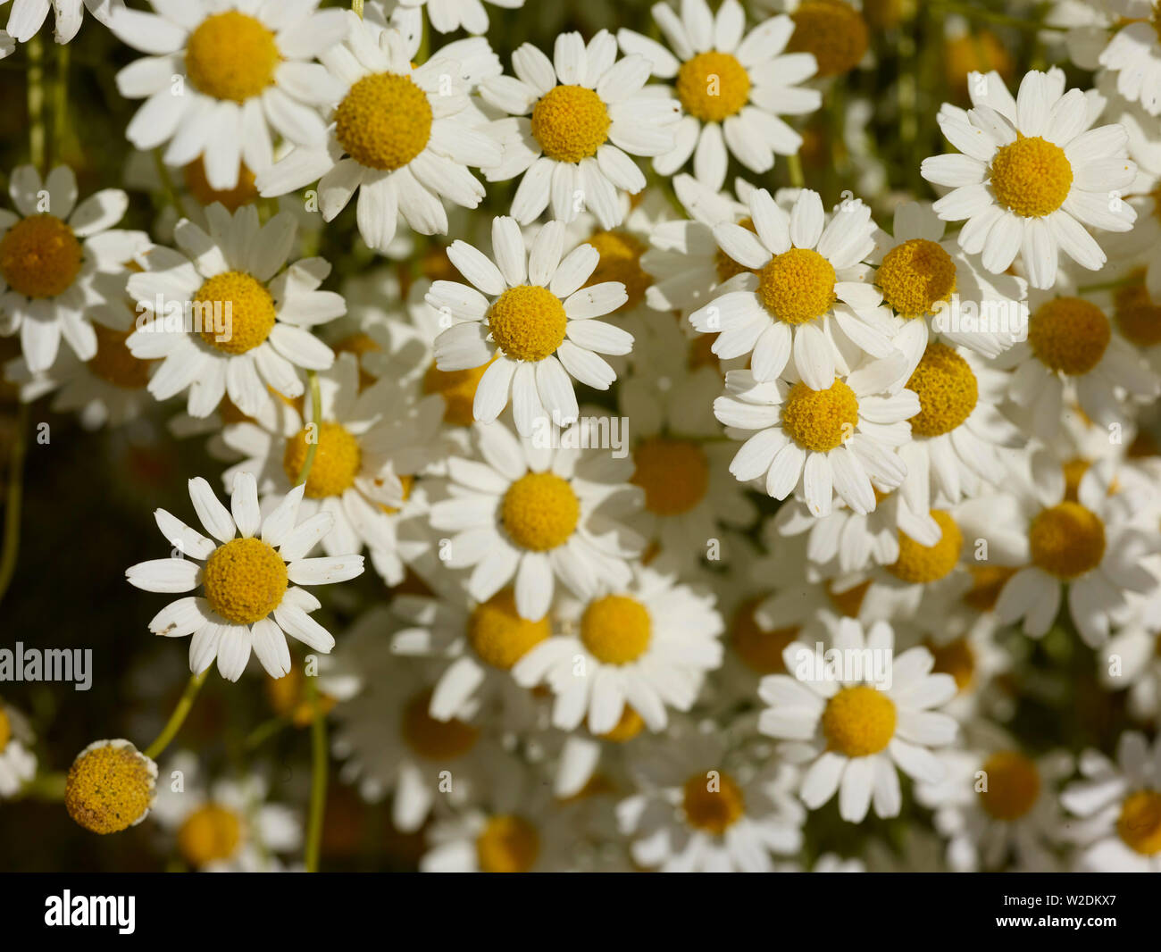 Farnesol hi-res stock photography and images - Alamy
