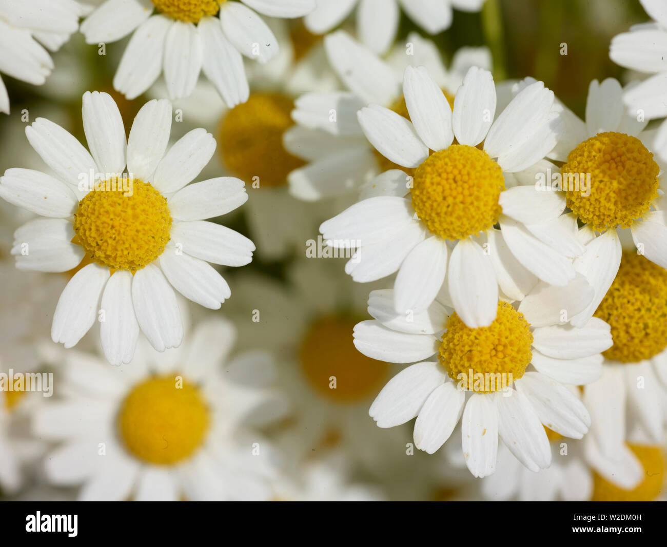 Farnesol hi-res stock photography and images - Alamy