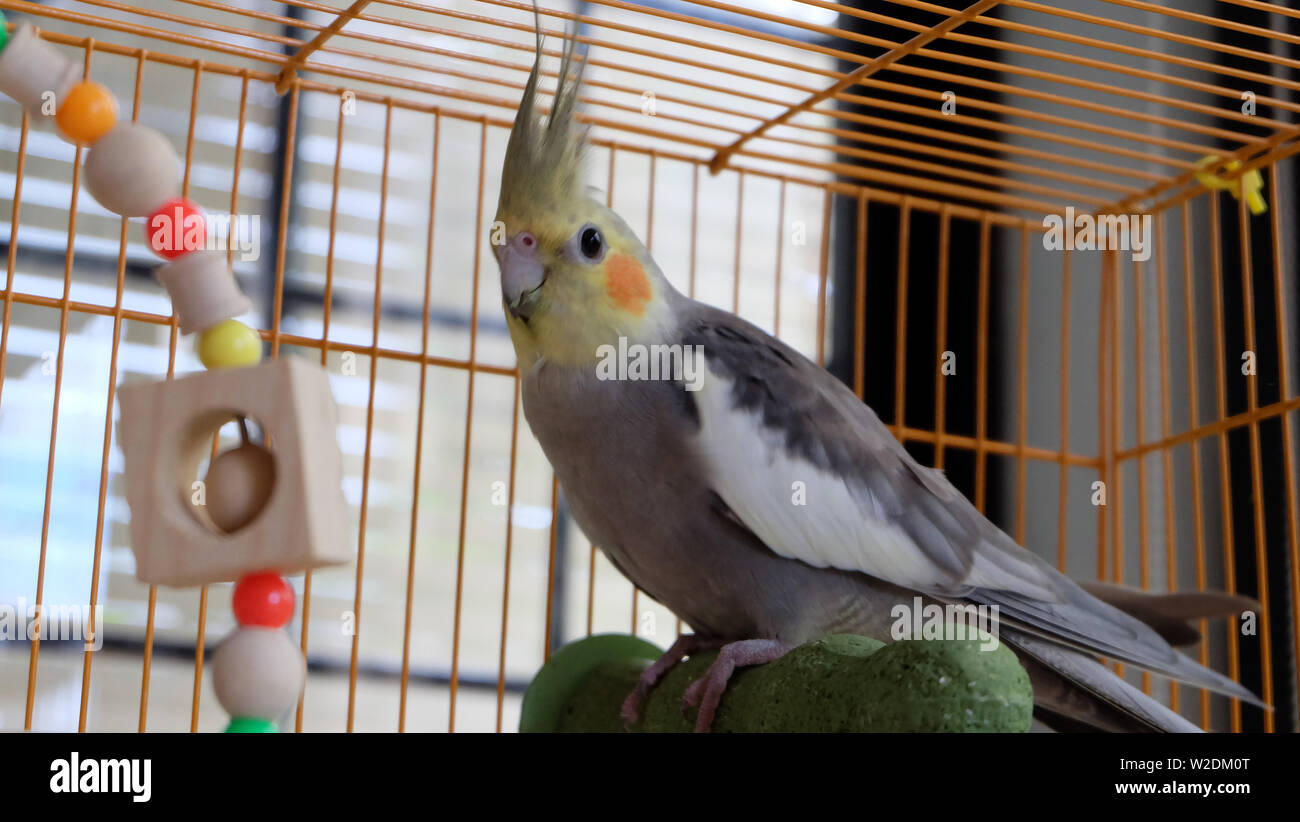 Toy visible hi-res stock photography and images - Alamy