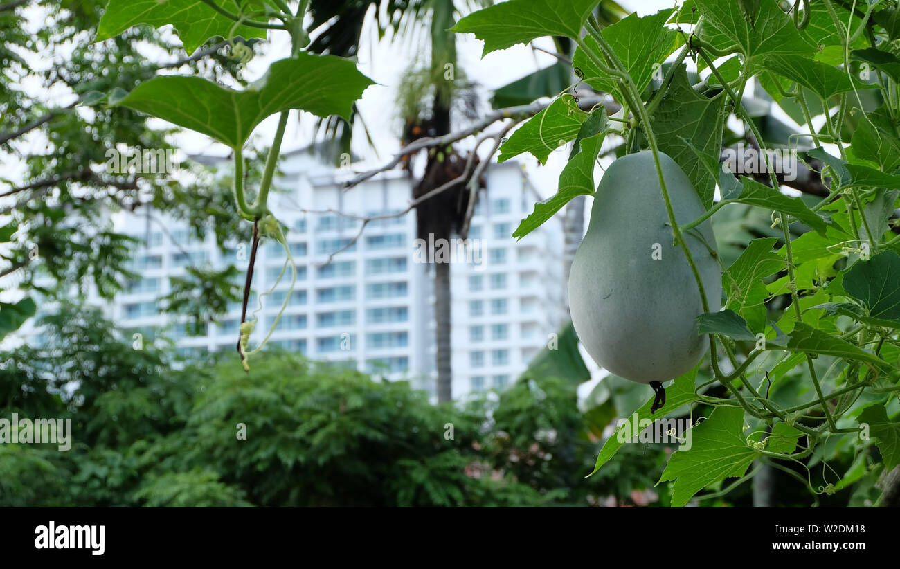 Benincasa hispida wax gourd hi-res stock photography and images - Alamy