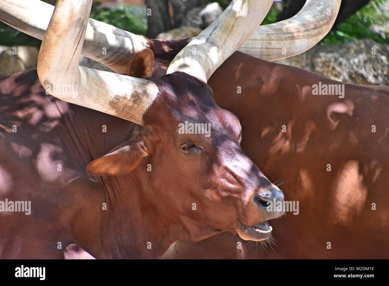 African watusi steer hi-res stock photography and images - Alamy