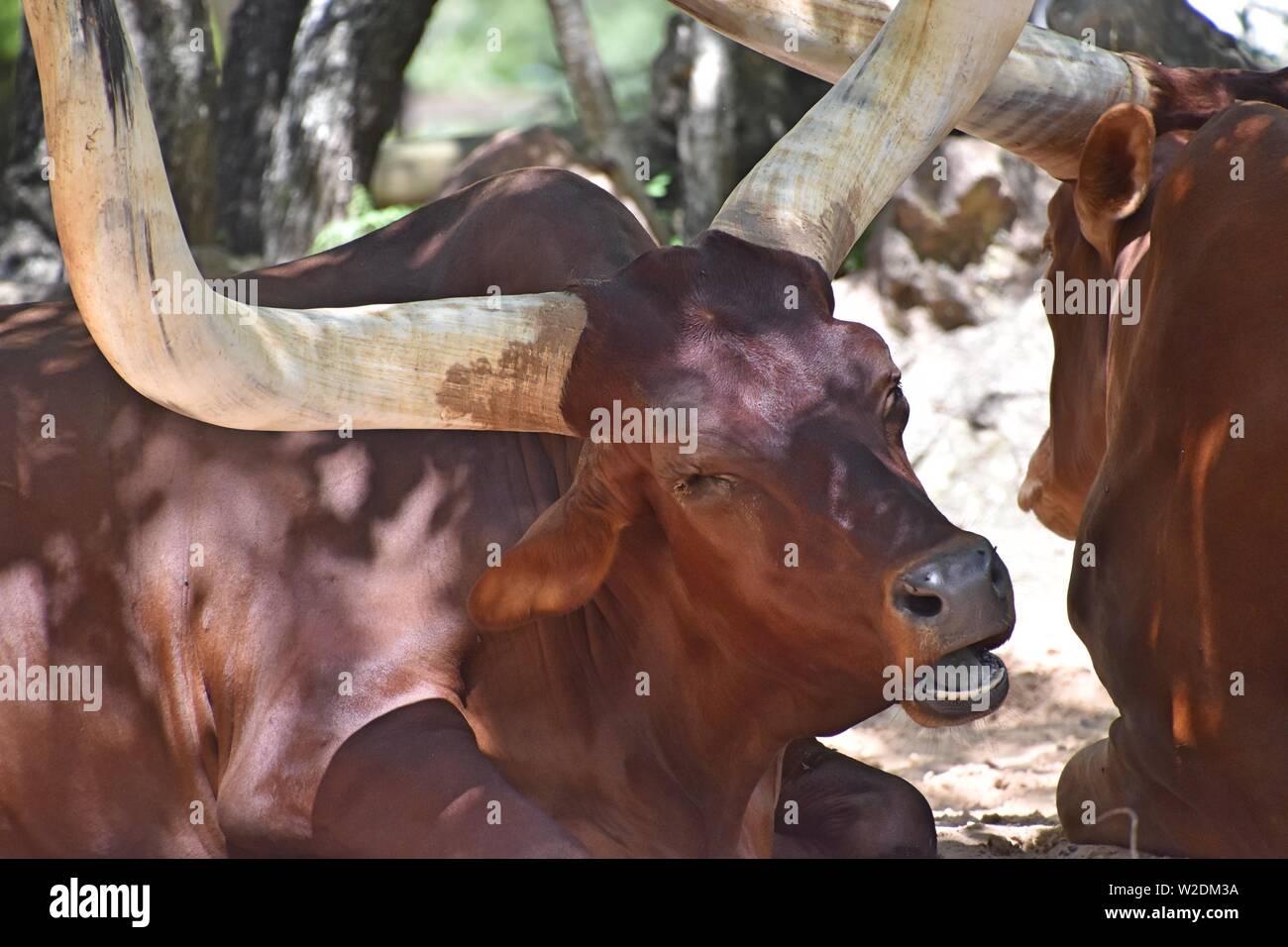 African Ankole (Watusi) Cow Stock Photo - Alamy